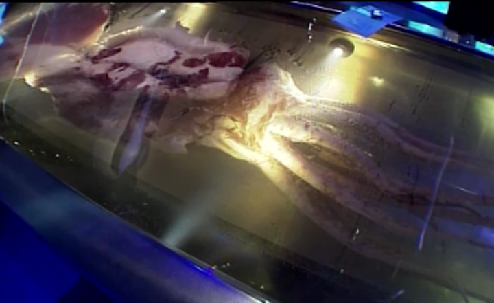 WATCH: Colossal squid autopsied in New Zealand - National | Globalnews.ca