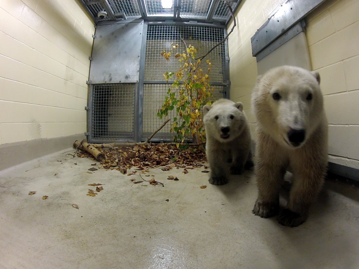 New polar bears settling into Assiniboine Park Zoo - Winnipeg | Globalnews.ca
