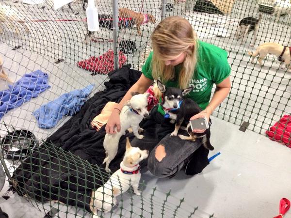 WATCH: Canadians head south of the border to adopt some furry friends ...