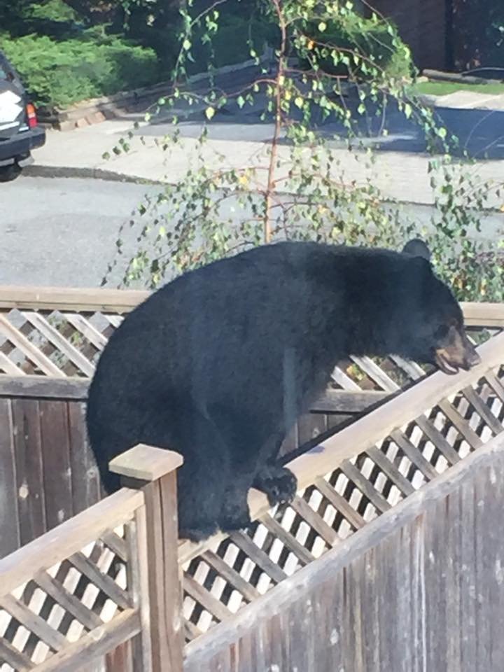GALLERY: Coquitlam residents get a visit from a curious bear - BC ...