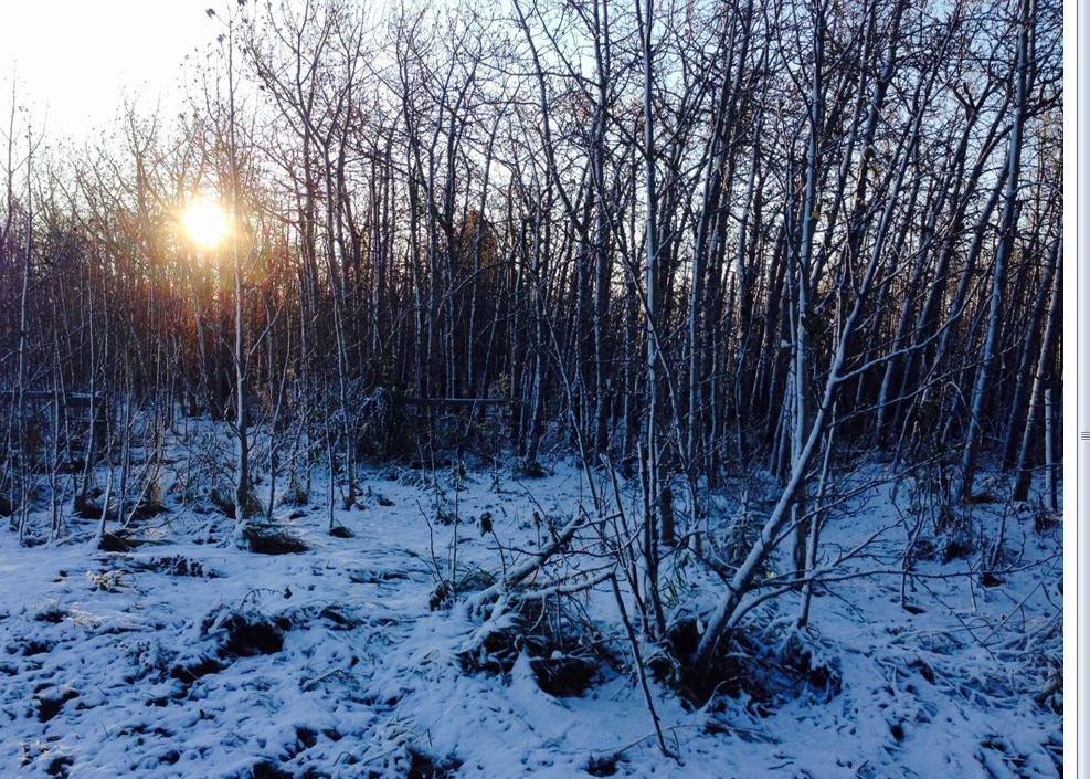 GALLERY: October snow in southern Alberta | Globalnews.ca
