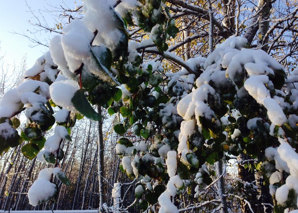 GALLERY: October snow in southern Alberta | Globalnews.ca