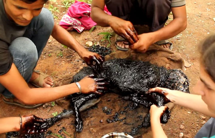 WATCH: Dog rescued after falling into hot tar - National | Globalnews.ca