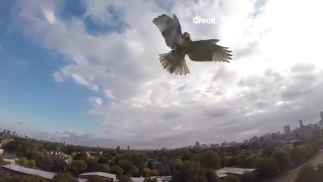 WATCH: Hawk attacks drone and wins - National | Globalnews.ca
