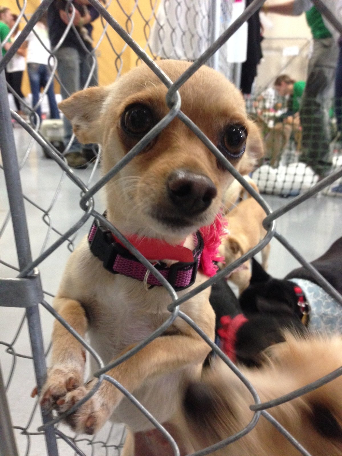 WATCH: Canadians head south of the border to adopt some furry friends ...