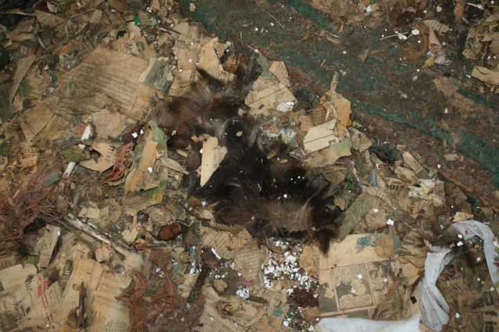 Dozens of dead cats discovered on property west of Edmonton | Globalnews.ca