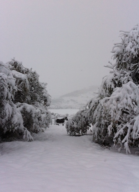 GALLERY: October snow in southern Alberta | Globalnews.ca
