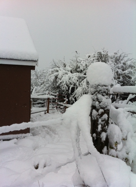 GALLERY: October snow in southern Alberta | Globalnews.ca