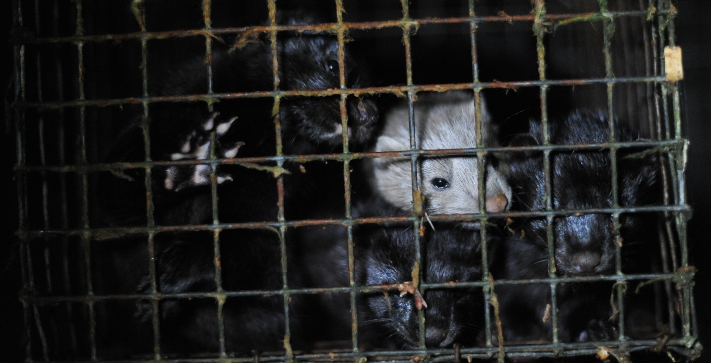 Footage released from B.C. mink farms is ‘horrifying’ says BC SPCA ...
