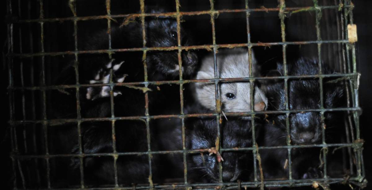 Footage released from B.C. mink farms is ‘horrifying’ says BC SPCA ...