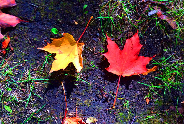 IN PHOTOS: Fall back in love with fall - Montreal | Globalnews.ca