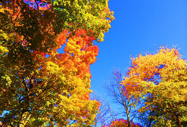 IN PHOTOS: Fall back in love with fall - Montreal | Globalnews.ca