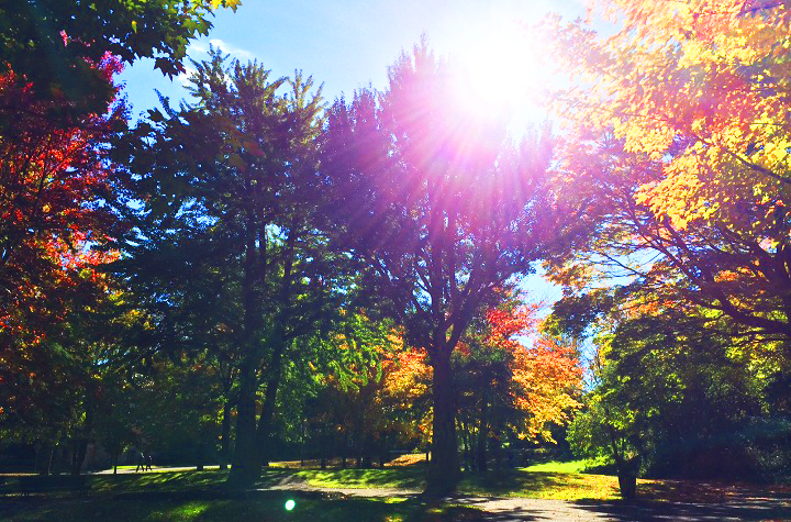 IN PHOTOS: Fall back in love with fall - Montreal | Globalnews.ca