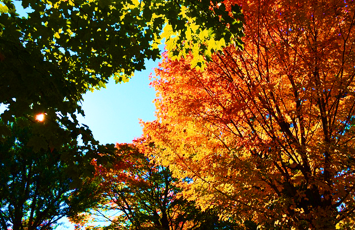 IN PHOTOS: Fall back in love with fall - Montreal | Globalnews.ca