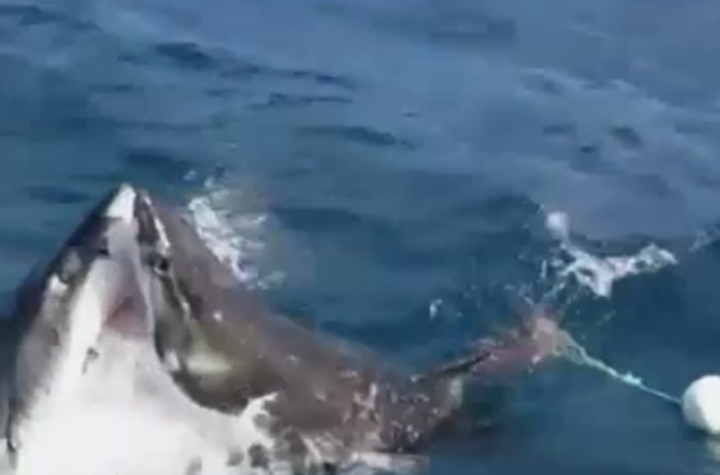 WATCH: Aussie diver captures dramatic shark-on-shark battle - National ...