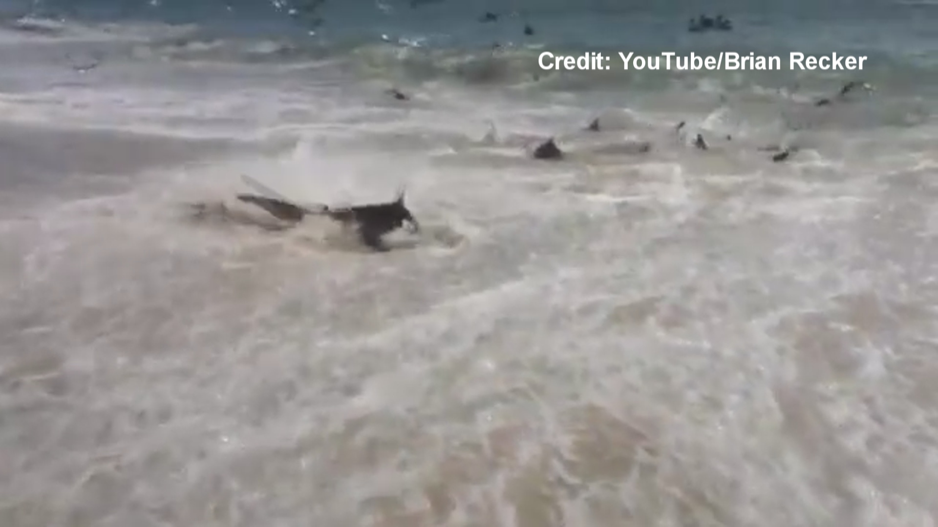 WATCH: Massive shark feeding-frenzy caught on camera - National ...