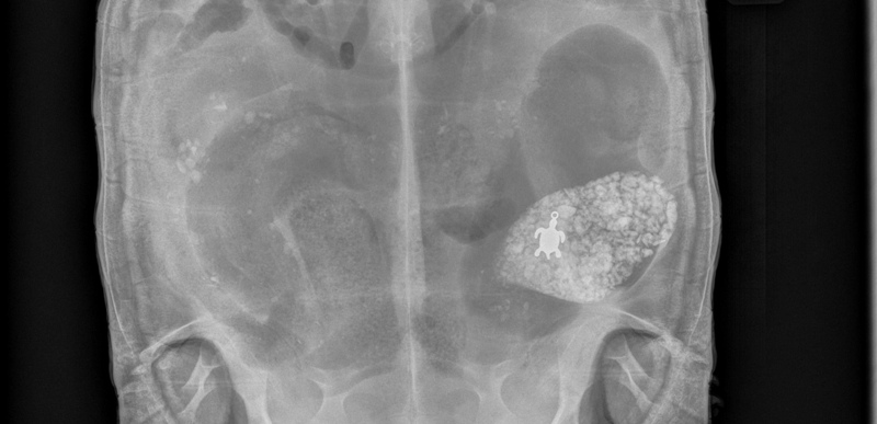 X-ray shows sick tortoise swallowed turtle pendant - National ...