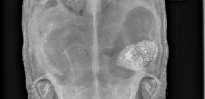X-ray shows sick tortoise swallowed turtle pendant - National ...