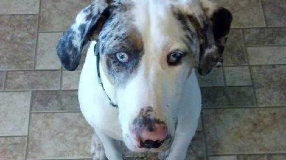 WATCH: Deaf woman’s deaf dog shot and killed, she wants to know why ...
