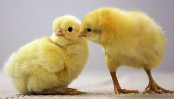 Postal worker rescues 15 baby chicks after man sends them to ex ...
