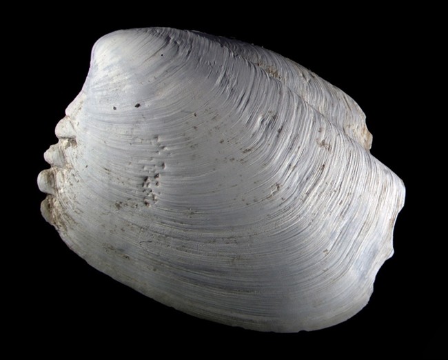 New clam species discovered off B.C. coast | Globalnews.ca