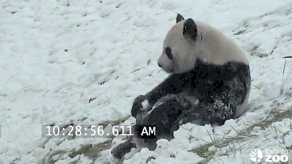 WATCH: Video of Toronto Zoo panda ‘bear-bogganing’ goes viral ...