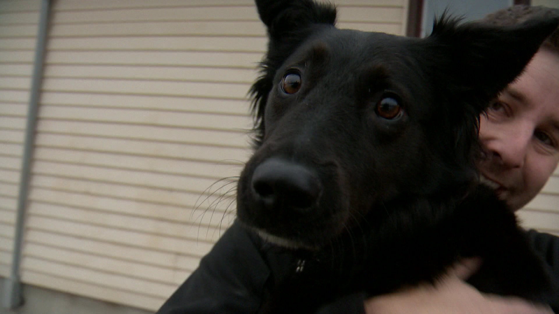 Calgary’s Lexi, the amazing dog, to appear on Letterman | Globalnews.ca