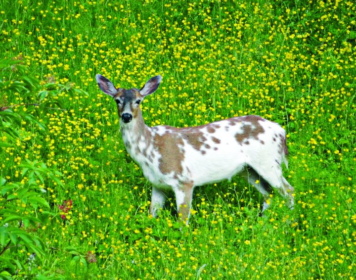 Pinto deer | News, Videos & Articles