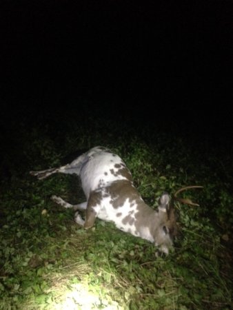 Rare deer shot and killed by someone in pickup truck in Langley ...