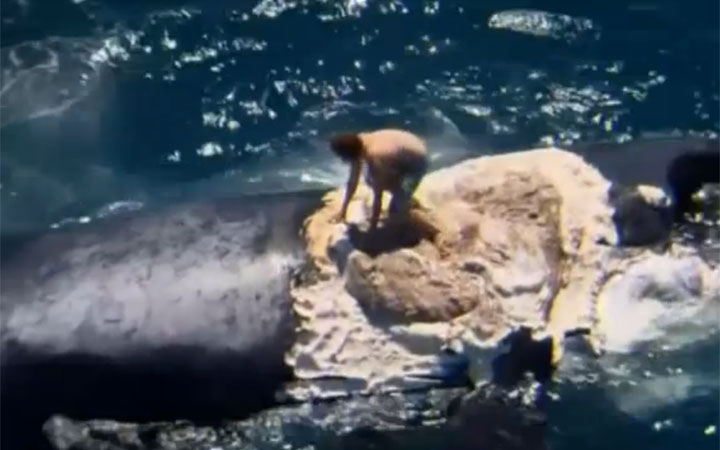 WATCH: Man ‘surfs’ on dead whale while sharks feast on carcass ...