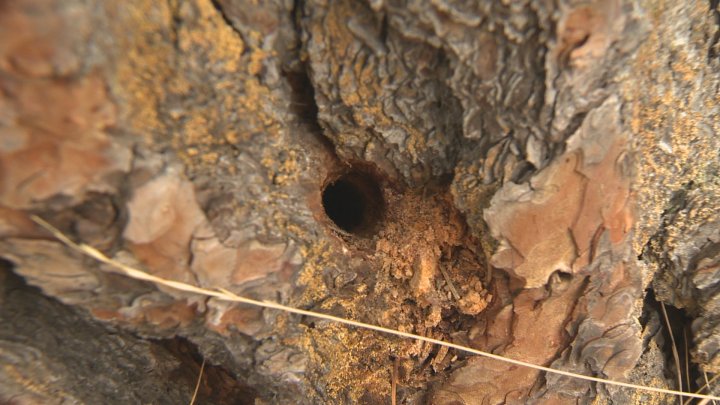 WATCH: Trees poisoned to improve view? | Globalnews.ca