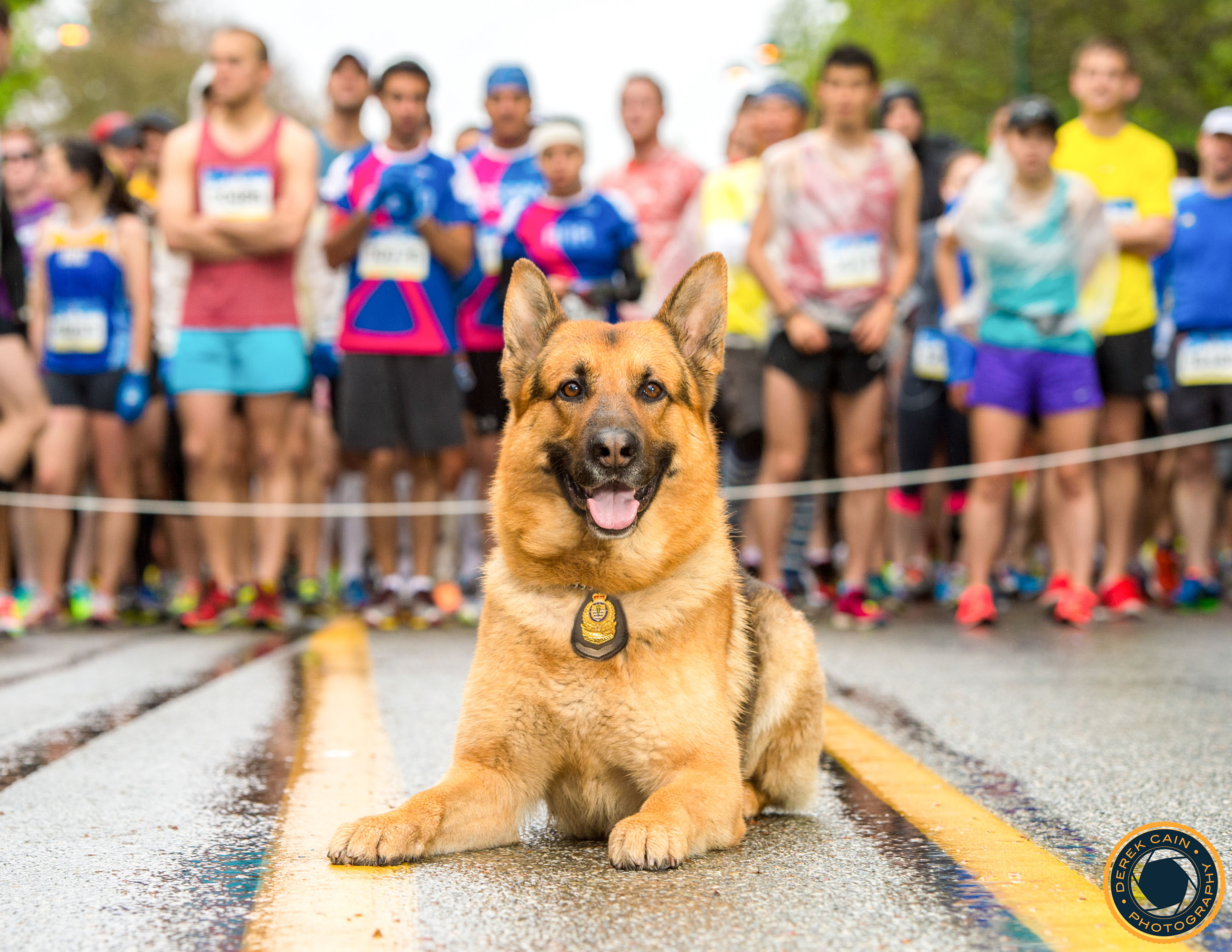 VPD police dog calendar goes on sale - BC | Globalnews.ca