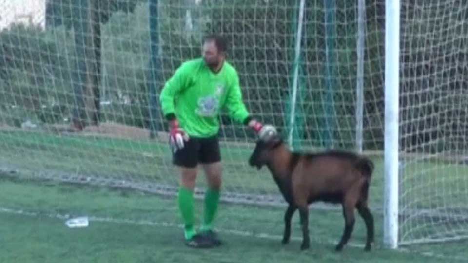 WATCH: Goat tries to take Greek goalkeeper’s job | Globalnews.ca