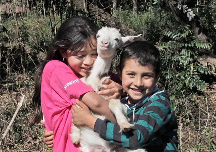 Tracking the goat: 7 bleating questions about your ‘ethical gift ...