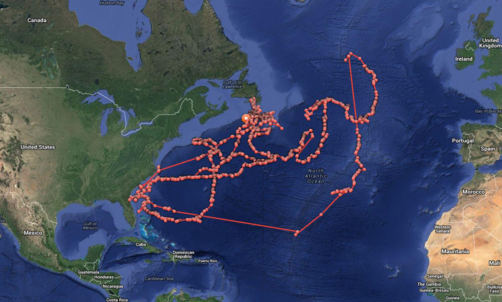 Lydia the great white shark once again nearing Canada - National ...