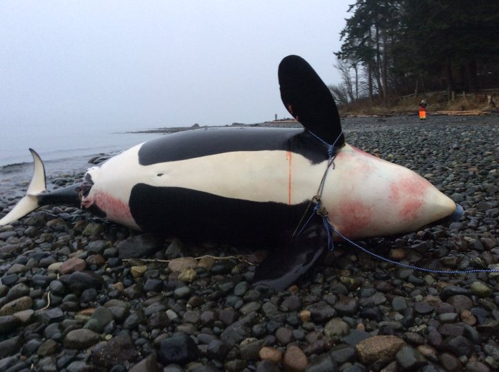 Necropsy performed on dead orca whale found off the coast of Courtenay - BC | Globalnews.ca