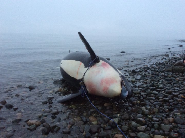 Necropsy performed on dead orca whale found off the coast of Courtenay ...