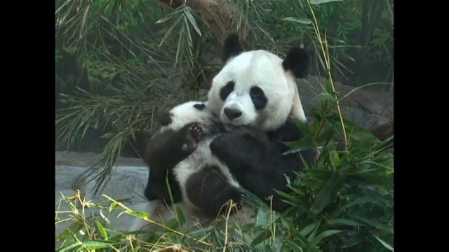 WATCH: Panda triplets meet their mother for the first time - National ...
