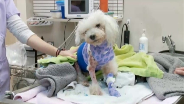 WATCH: Dog that was burned and left for dead rescued - National ...