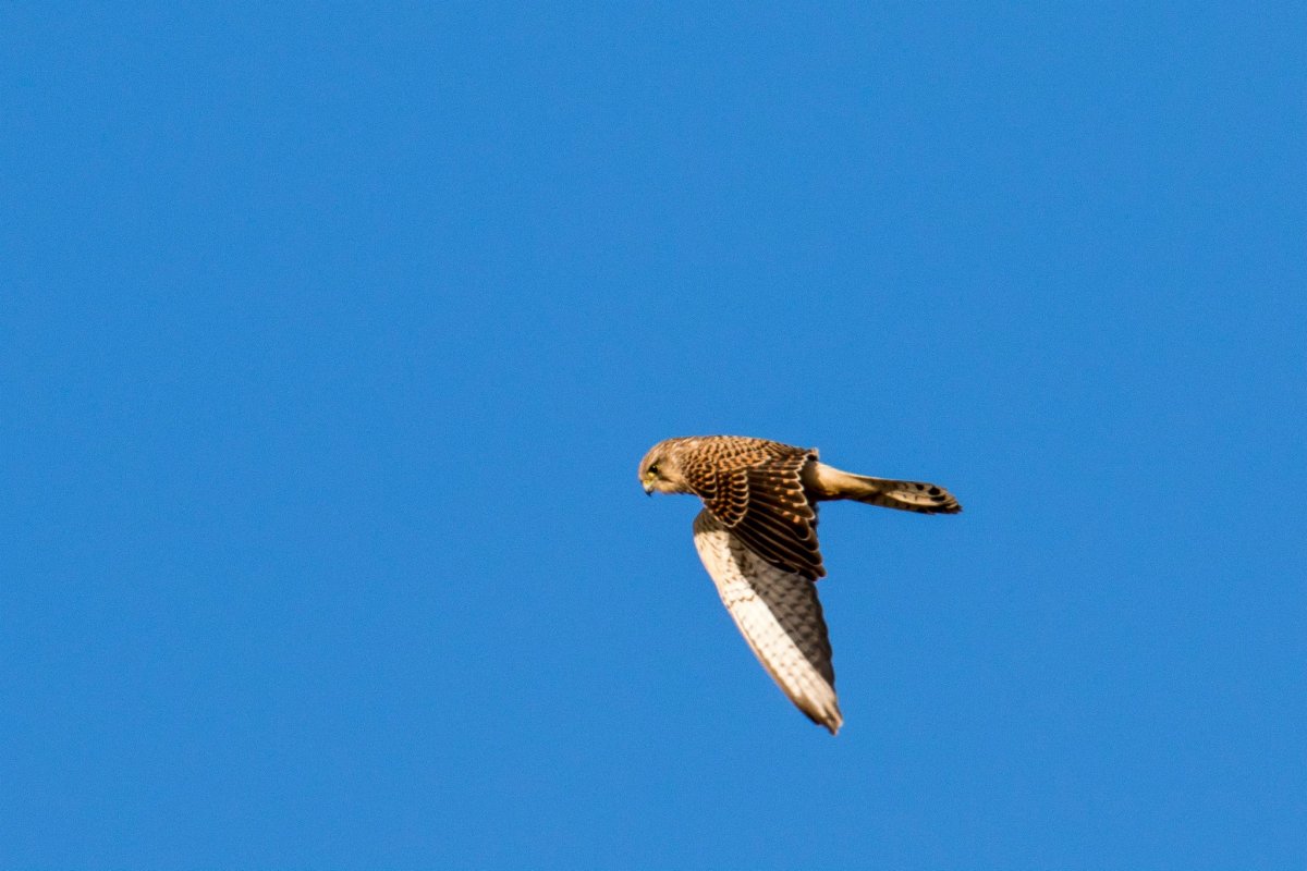 Rare Eurasian Kestrel spotted near Halifax - Halifax | Globalnews.ca
