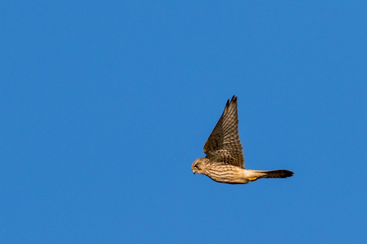 Rare Eurasian Kestrel spotted near Halifax - Halifax | Globalnews.ca