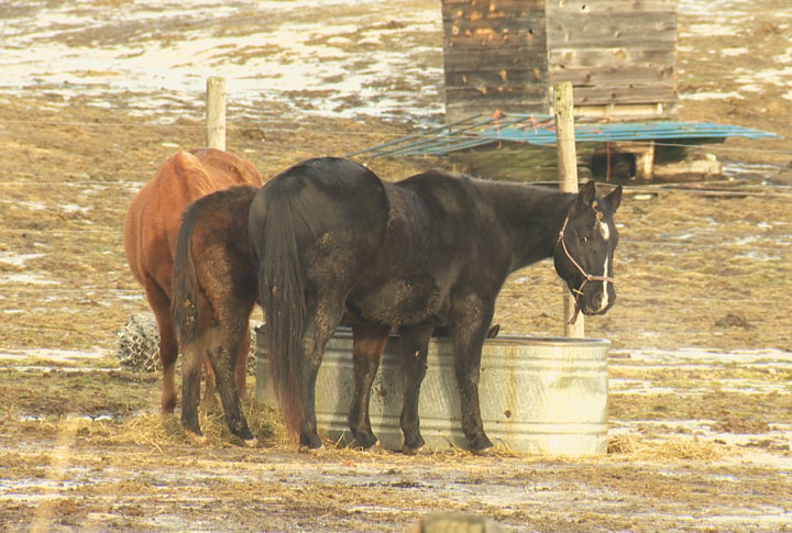 Sask. SPCA change leaves question of animal protection enforcement ...