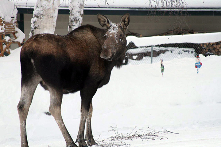 3 snowmobilers spot snout, use shovels to free moose buried in ...
