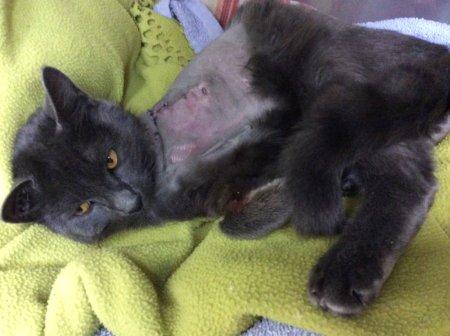 Okanagan cat lucky to be alive after getting stuck in leg hold trap ...