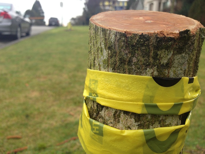 UPDATE: Park Board replacing 17 maple trees chopped down in Vancouver ...