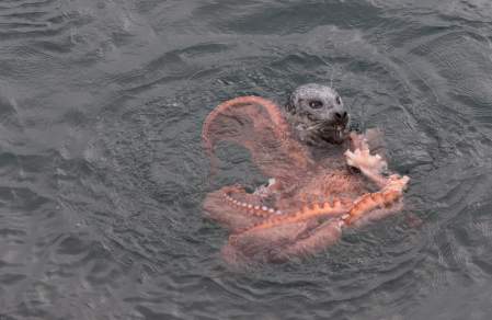PHOTOS: B.C. resident captures rare fight between seal and octopus ...