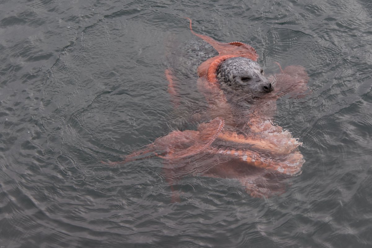 PHOTOS: B.C. resident captures rare fight between seal and octopus ...