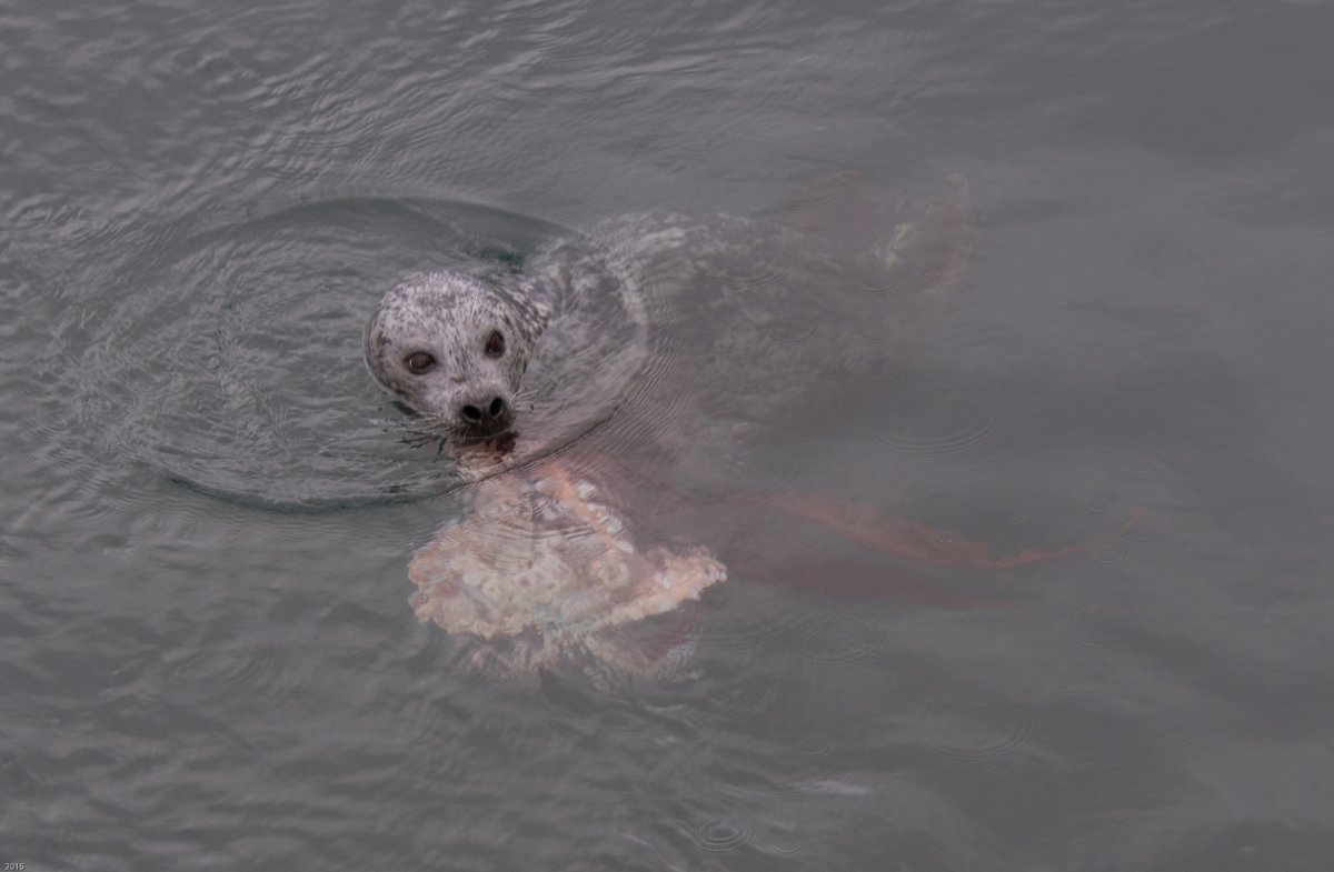 PHOTOS: B.C. resident captures rare fight between seal and octopus ...