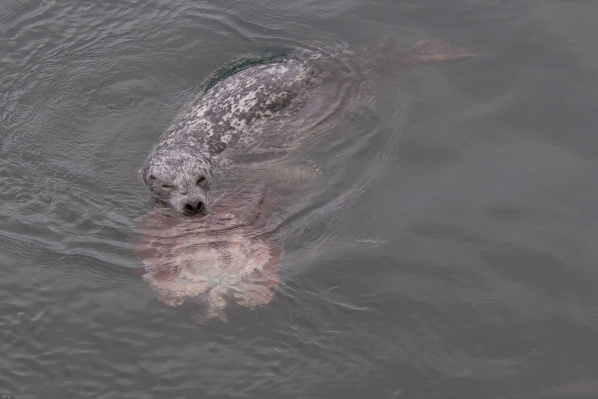 PHOTOS: B.C. resident captures rare fight between seal and octopus ...