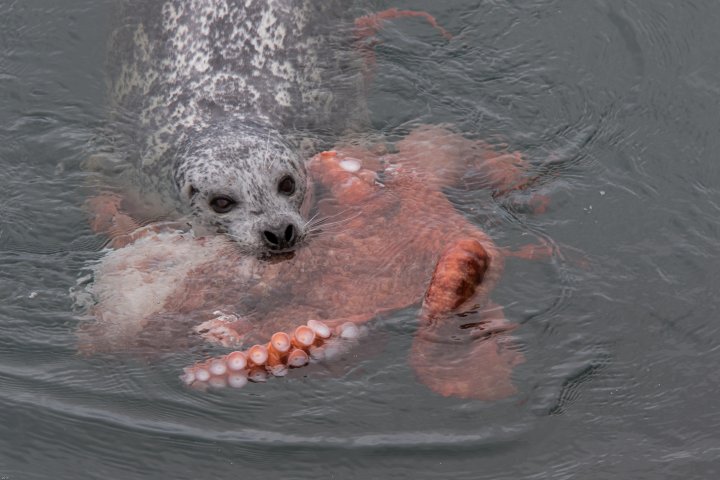 PHOTOS: B.C. resident captures rare fight between seal and octopus ...